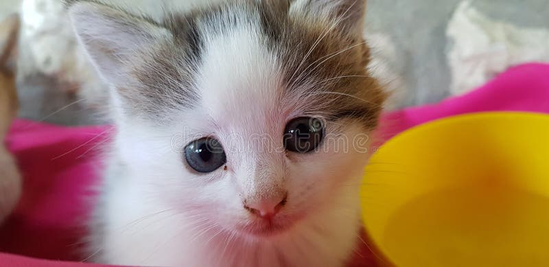 Kitten with colors stock photo. Image of skin, carnivore - 193316830