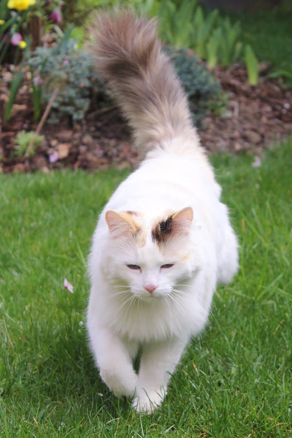 Kitten in a the garden stock photo. Image of domestic - 39311116