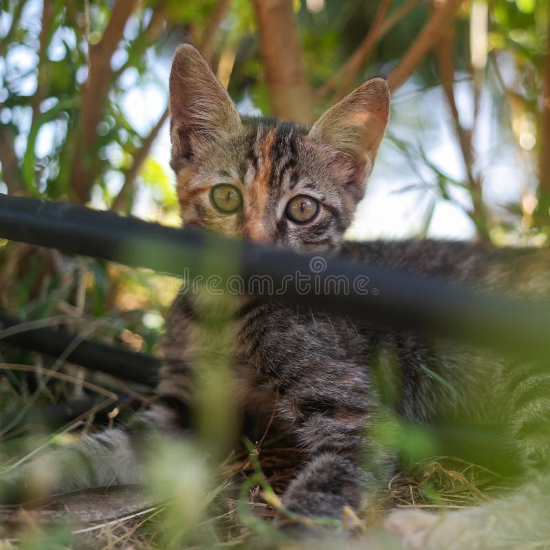 Kitten Gaze Behind the Pipe Stock Photo - Image of whiskers, wildlife ...