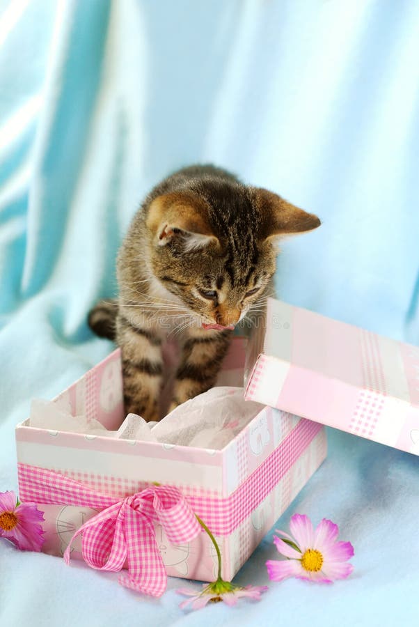 Baby cat in box stock image. Image of cute, playing, pets - 6403219