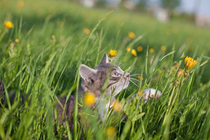 Kitten in grass stock photo. Image of color, kitty, deep - 22940514