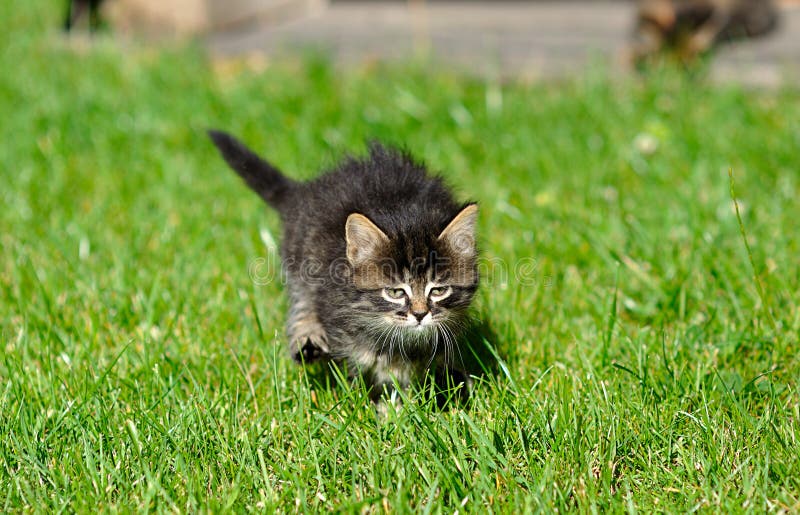 Kitten on the grass stock photo. Image of kitty, animal - 35972724