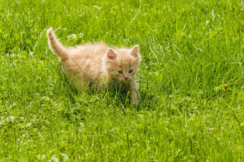 Kitten in the grass stock image. Image of outside, grass - 56278489