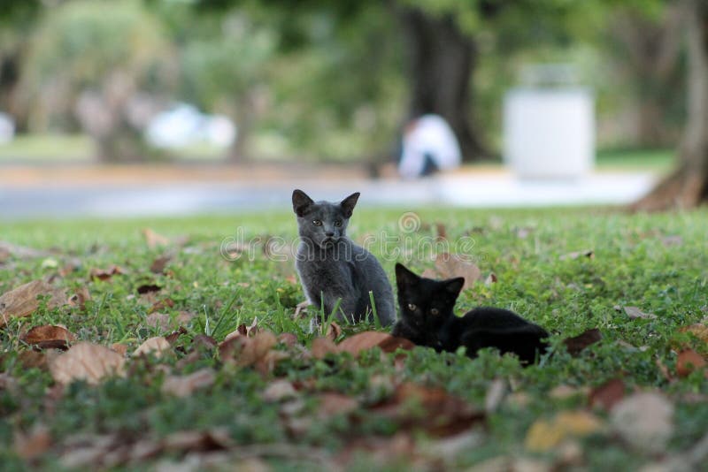Kitten on grassy field stock photo. Image of field, grass - 41521166