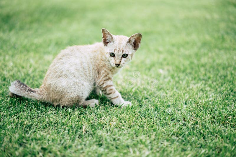Kitten, Gray and White Stripes Running Around on the Lawn. Stock Image ...