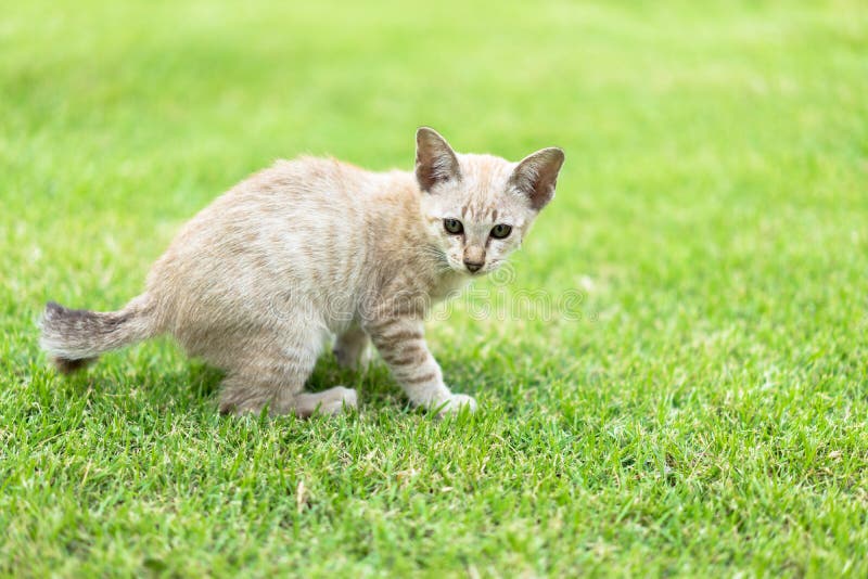 Kitten, Gray and White Stripes Running Around on the Lawn. Stock Photo ...
