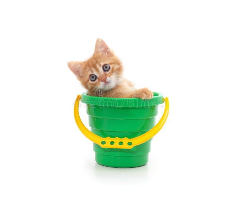 Kitten in a green bucket stock image. Image of playful - 261595095