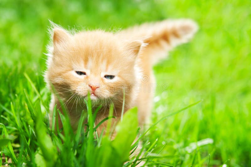 Kitten on green grass stock photo. Image of cute, playful - 25306008