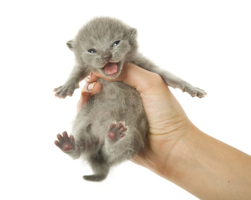 Kitten stock photo. Image of hang, cats, gray, cute, animal - 6990506