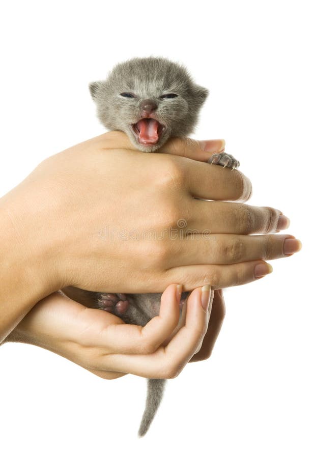 The kitten on hand closeup stock image. Image of animals - 88459799