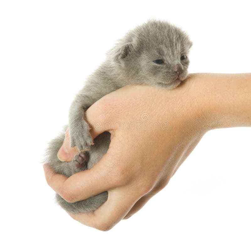 The kitten on hand closeup stock image. Image of animals - 88459799