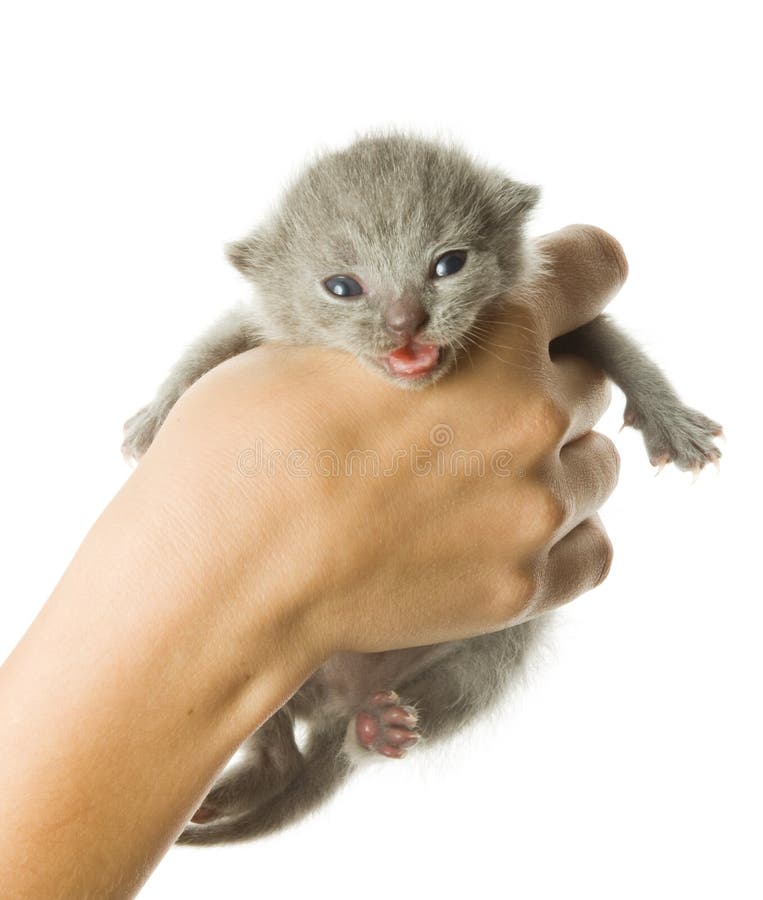 The kitten on hand closeup stock image. Image of animals - 88459799