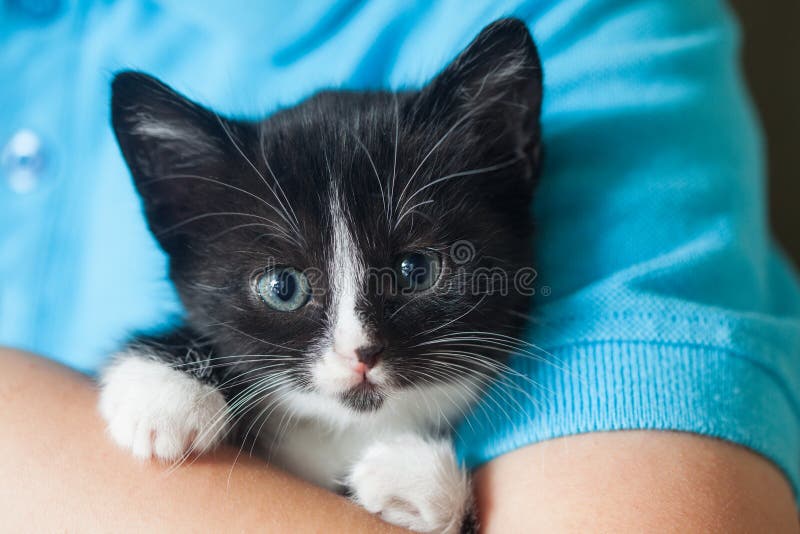 Kitten on Hand of the Boy Outdoors Stock Photo - Image of caucasian ...