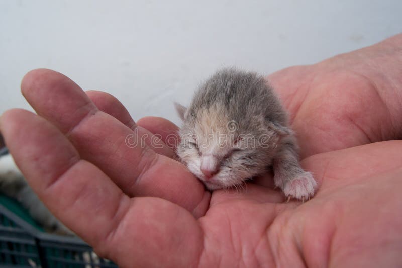 The kitten on hand closeup stock image. Image of animals - 88459799