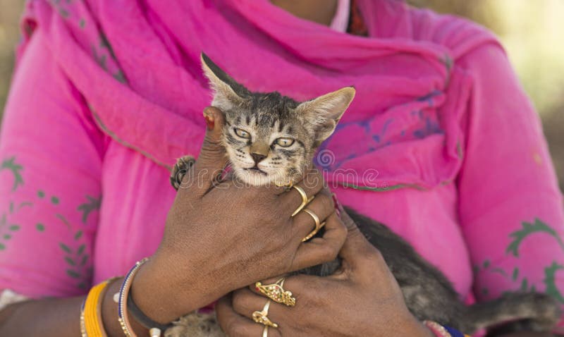 Kitten hand stock photo. Image of beautiful, people - 153016362