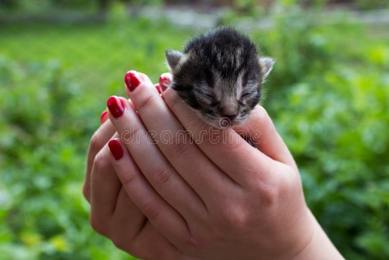 Kitten on hands stock photo. Image of friendship, hand - 41524518