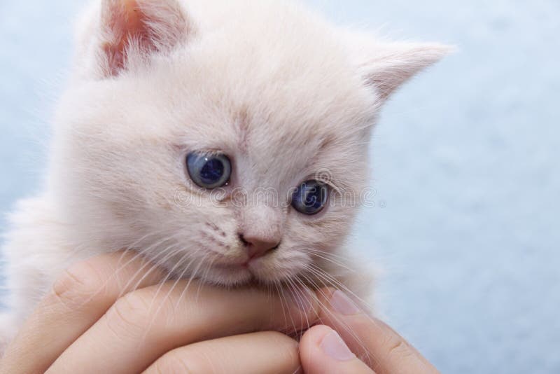 Kitten in the hands of stock image. Image of cats, domestic - 206295385