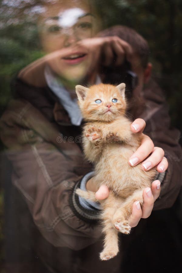 Kitten in hands stock image. Image of smile, fauna, nice - 39838779