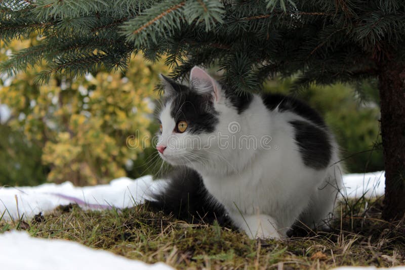 Kitten stock photo. Image of mammal, cold, kitten, tree - 50620288