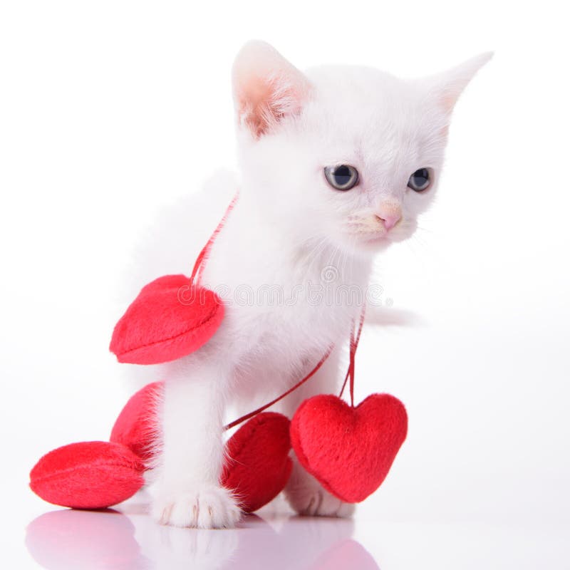 Kitten with heart stock photo. Image of relationship - 37485170