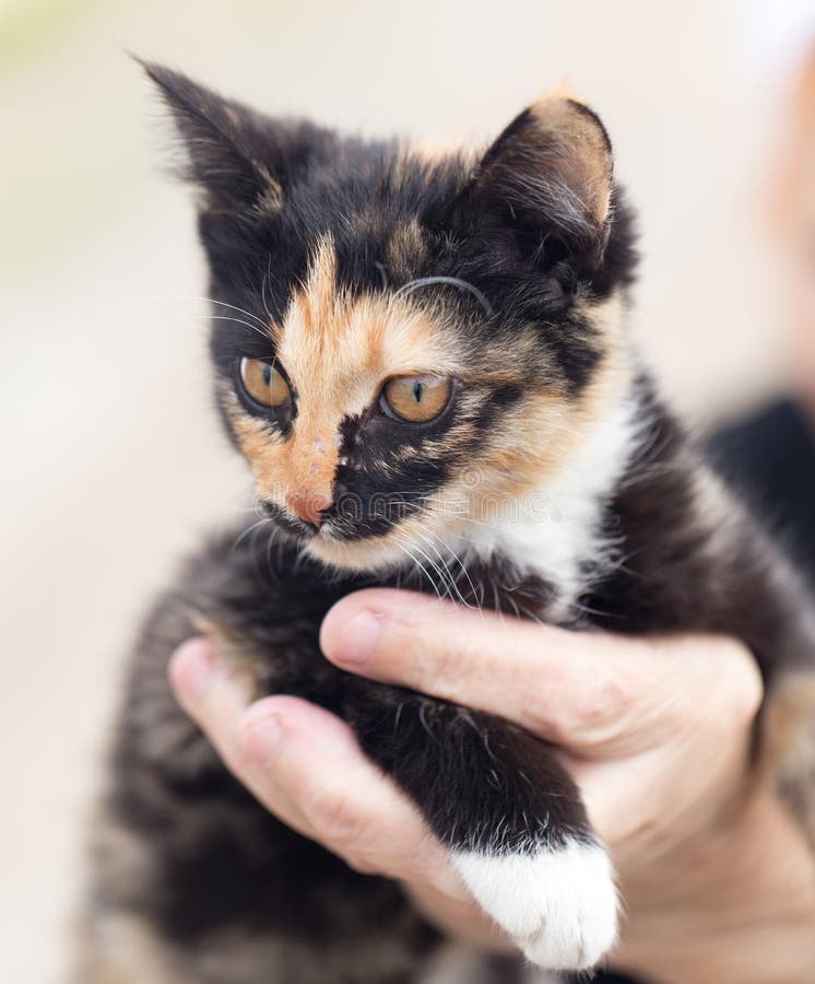 Kitten in her arms stock photo. Image of rotate, holding - 107876072