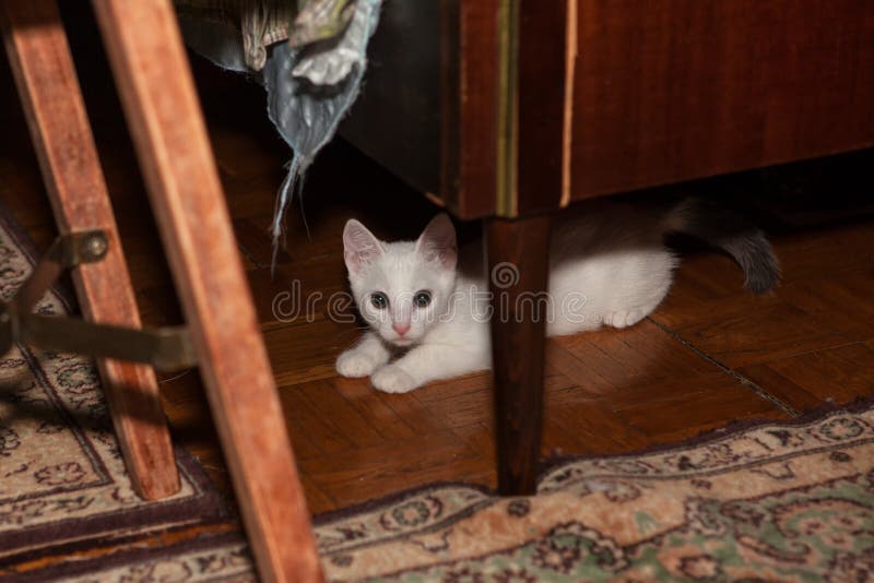 A Black And White Cat Hiding Under The Table Stock Photo - Image of ...