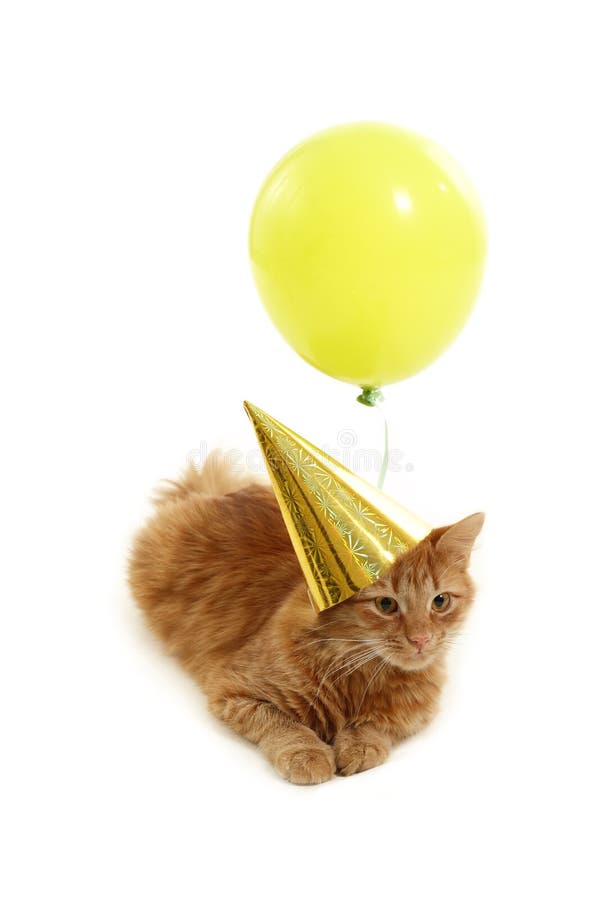 Cat holding balloons stock image. Image of funny, blue - 3002165
