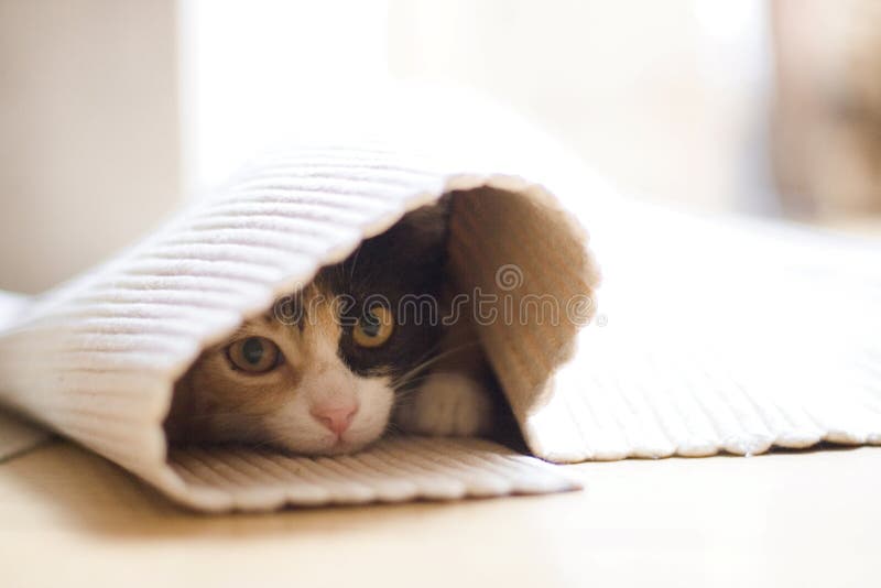 I m Thinking About You Cat stock image. Image of miaow - 660711