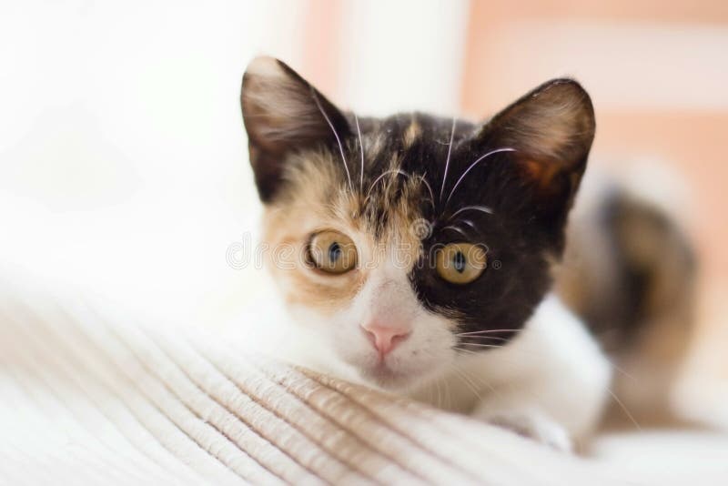 The kitten homesick stock image. Image of abandoned, feline - 1364469