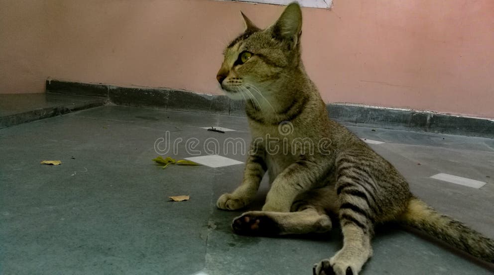 Cat stock photo. Image of family, downy, tiger, fury - 130635256