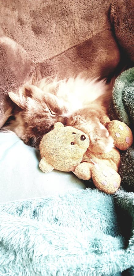 Kitten hugging teddy bear stock photo. Image of kawai - 169719688