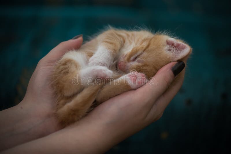 Kitten in human hands stock image. Image of animal, friendly - 42234043
