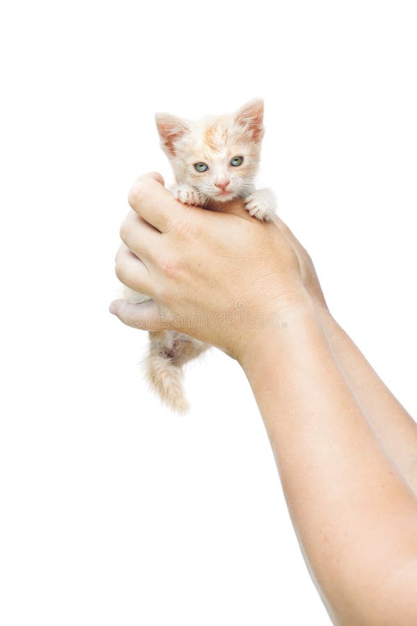 Kitten in human hands stock image. Image of animal, friendly - 42234043
