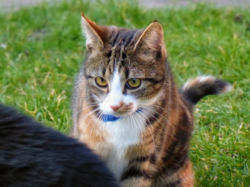 Focused cat hunting. stock image. Image of kitten, hunting - 139395079