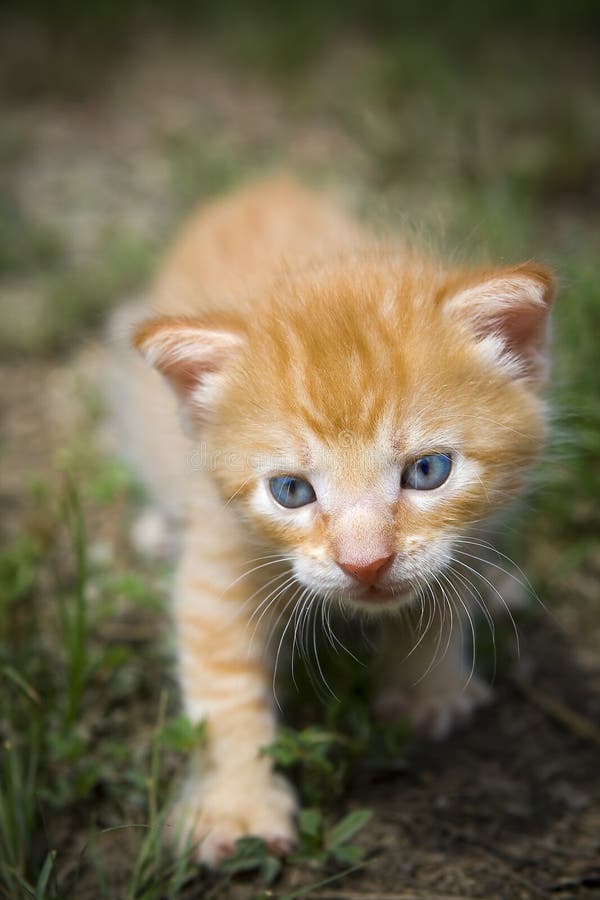 Kitten Hunting Outside Picture. Image: 6459286