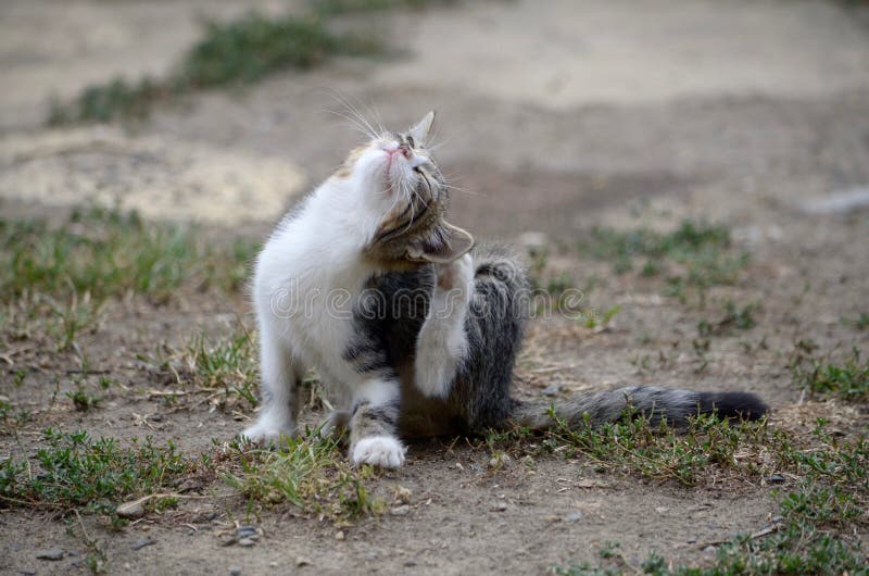Baby Cats Yoga Kittens Stock Photos - Free & Royalty-Free Stock Photos ...