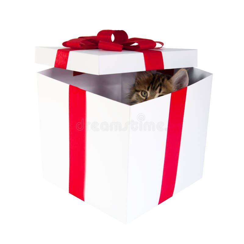 Kitten inside gift box stock photo. Image of isolated - 43699656