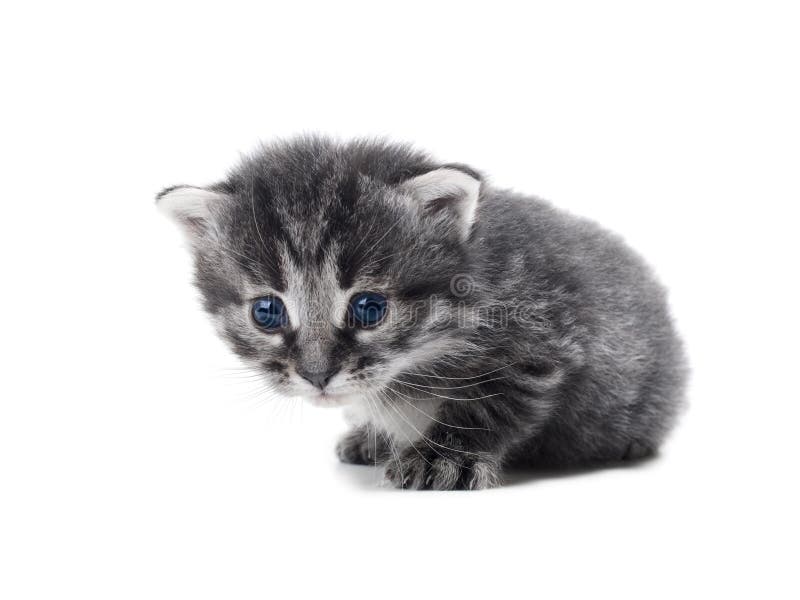 Kitten isolated stock image. Image of nature, looking - 17128257