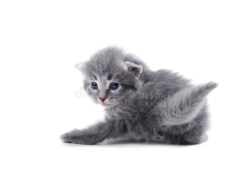 Kitten isolated stock photo. Image of sitting, white - 17128272