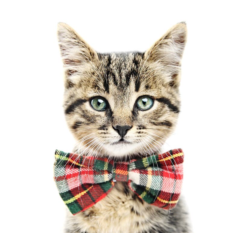 Cat kitten with bow stock image. Image of colorful, looking - 13142453