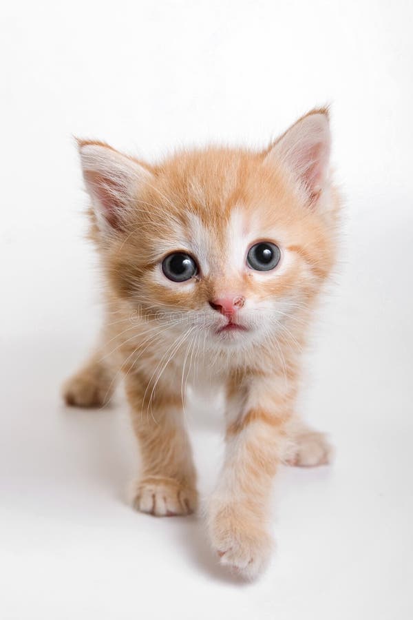 Kitten waving stock image. Image of feline, intense, baby - 16511003