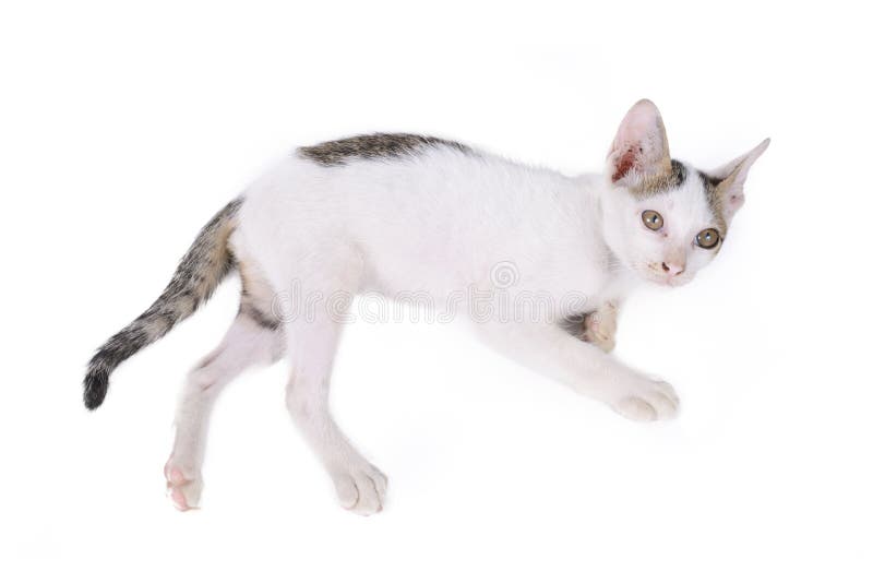 Kitten Isolated on a White Background Stock Photo - Image of grey ...