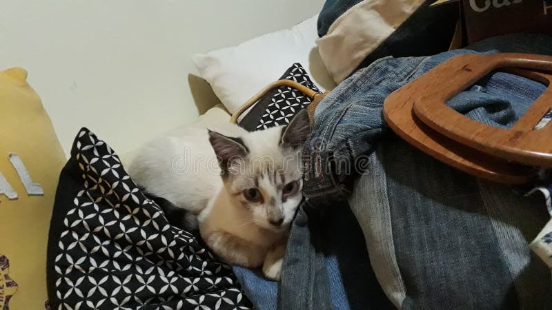 Kitten Jeans Denim Chill Cats Stock Image - Image of jeans, chill ...