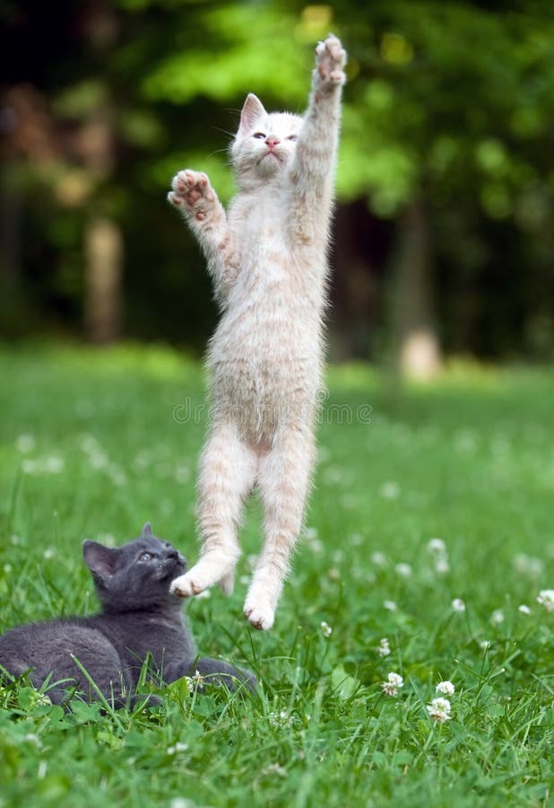Kitten jumping and playing stock image. Image of meadow - 9749383