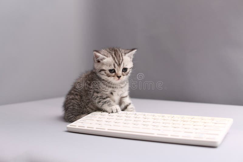 Kitten on a keyboard stock image. Image of pets, shorthair - 92037845