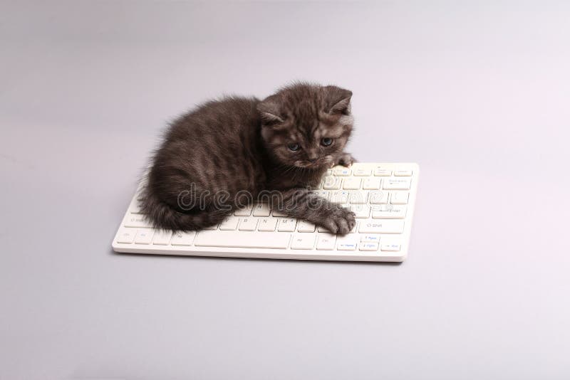 Kitten on a keyboard stock image. Image of symbols, black - 92037975
