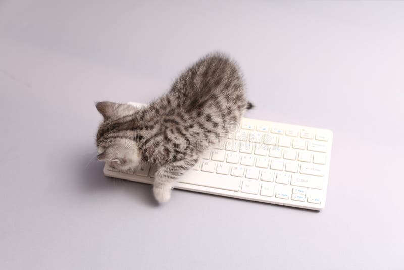 Kitten on a keyboard stock image. Image of keyboard, symbol - 92038055