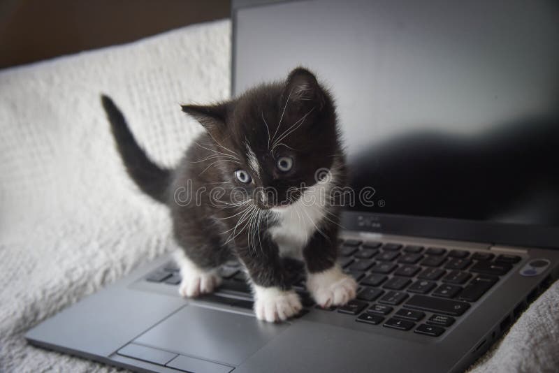 Kitten on keyboard stock image. Image of furry, weaned - 272373327