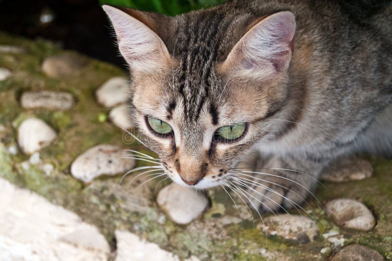 Kitten, kitty stock image. Image of head, white, green - 70456103