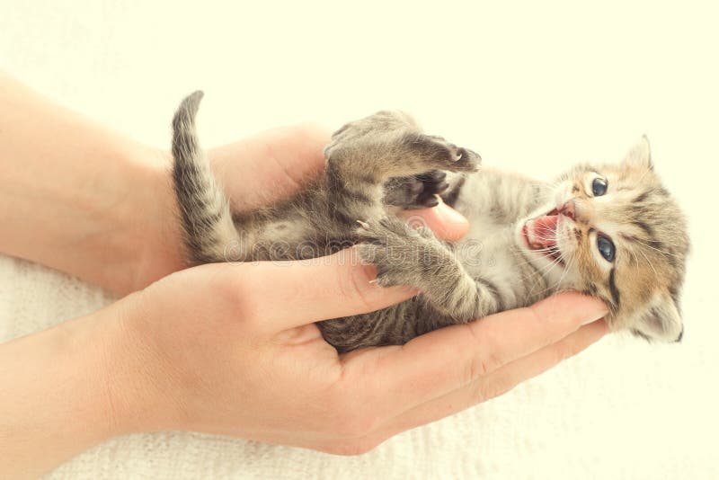 Kitten stock image. Image of hands, pets, kitten, animals - 50342375